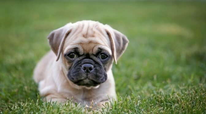 From Fearful To Fearless: Helping Your Pooch Through Puppy Fear Periods ...