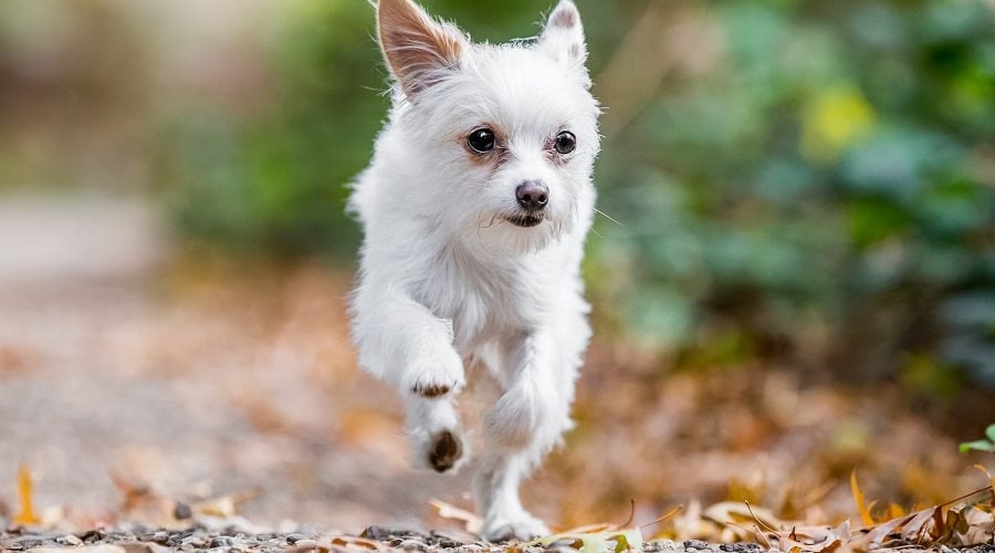 Chihuahua Yorkie Mix: Chorkie Breed Information, Puppy Costs & More ...
