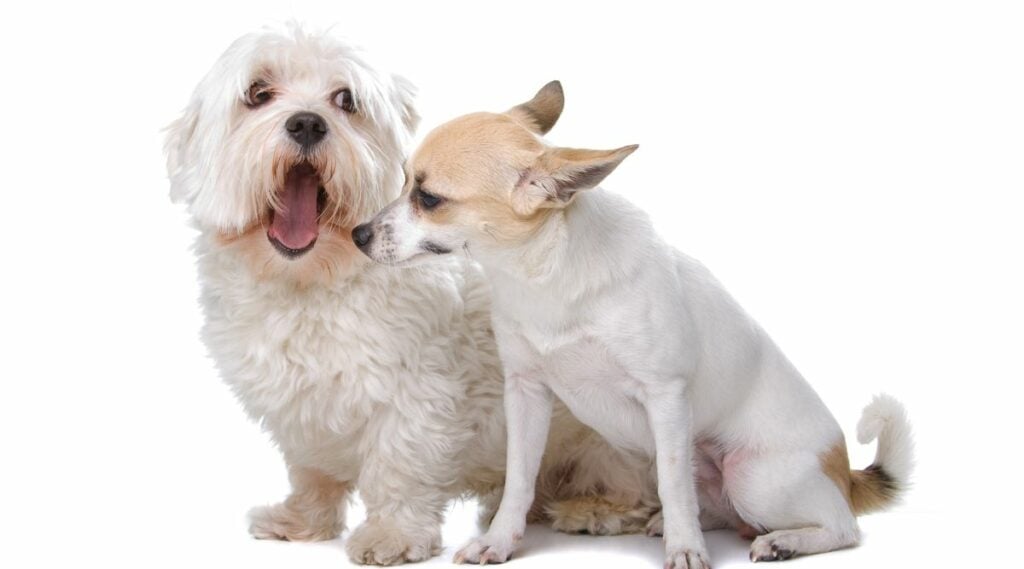 Malchi: Chihuahua Maltese Mix Information: Facts, Traits & More ...