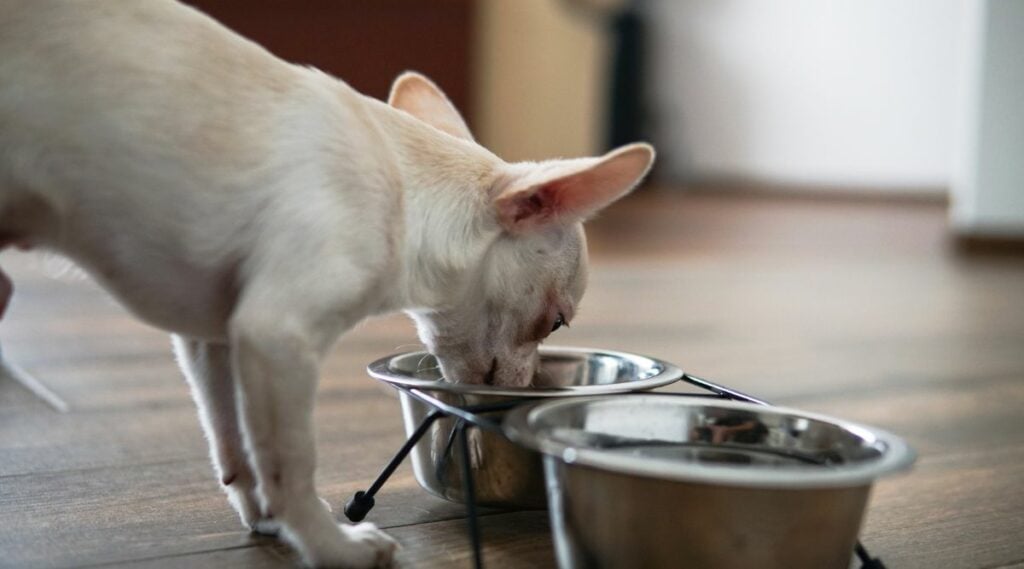 Chihuahua Feeding Chart: How Much To Feed Your Chi Puppy - Canine Journal