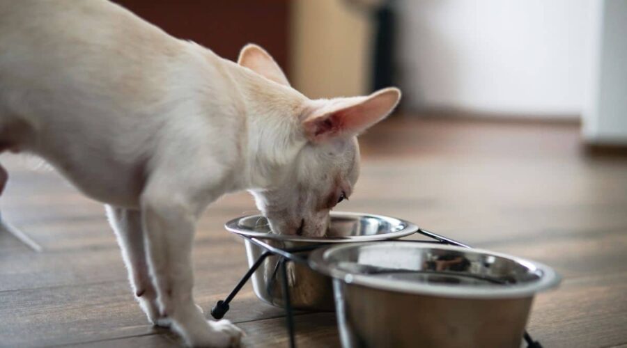 Best Keto Dog Food: Is A Low Carb Diet Right For Your Dog? - Canine Journal