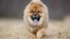 9 Simple Home Remedies To Calm Your Dog’s Red, Itchy Feet - Canine Journal