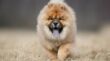 9 Simple Home Remedies To Calm Your Dog’s Red, Itchy Feet - Canine Journal