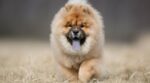 9 Simple Home Remedies To Calm Your Dog’s Red, Itchy Feet - Canine Journal
