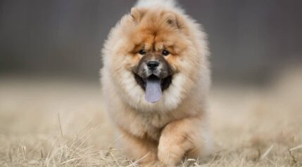 9 Simple Home Remedies To Calm Your Dog’s Red, Itchy Feet - Canine Journal