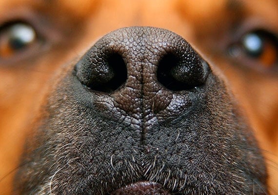 The 2 Best Snuffle Mats For Dogs (7 Tested & Reviewed!) | Canine Journal