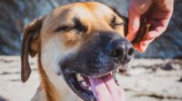 Black Mouth Cur Breed Overview, Facts & Care - Canine Journal
