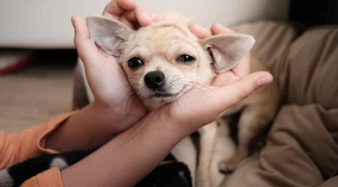 13 Mexican Dog Breeds & Other Popular Pups In Mexico | Canine Journal