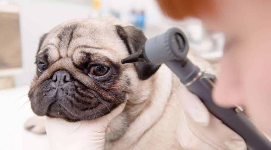 10 Common Pug Health Problems Every Owner Should Know - Canine Journal