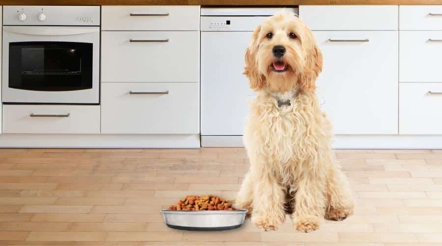 Best Dog Foods For Cockapoos: Puppies, Adults & Seniors - Canine Journal