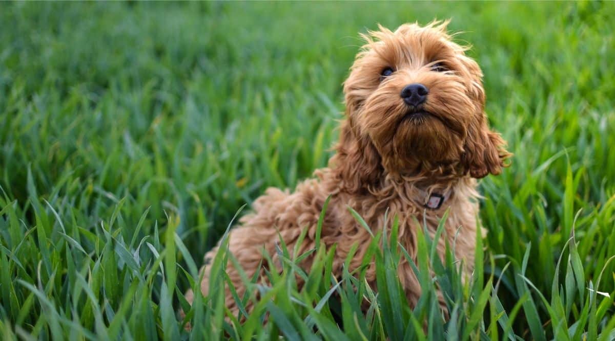 Cocker Spaniel Mixes: 30 Adorable Cocker Crossbreeds - Canine Journal