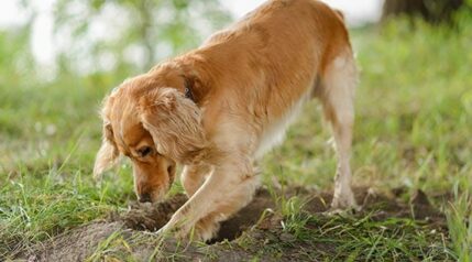 Top 3 Best Potty Training Spray Attractants (15 Tested!) | Canine Journal