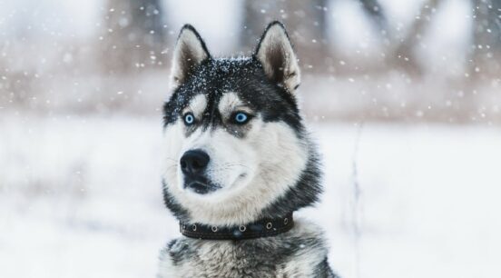 Top 26 Cold-Weather Dog Breeds: Snow-Loving Pups Built for the Chill ...
