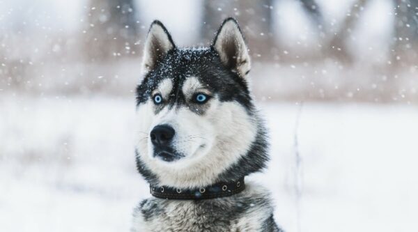 Top 26 Cold-Weather Dog Breeds: Snow-Loving Pups Built for the Chill ...