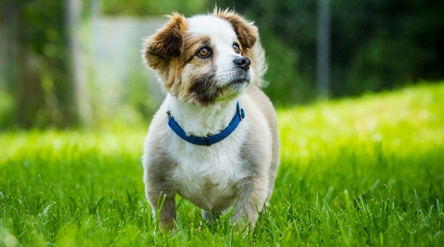 Corgi Beagle Mix: Beagi Breed Information, Traits, Temperament & More ...