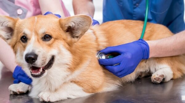 10 Common Corgi Health Issues For Pembrokes & Cardigans - Canine Journal