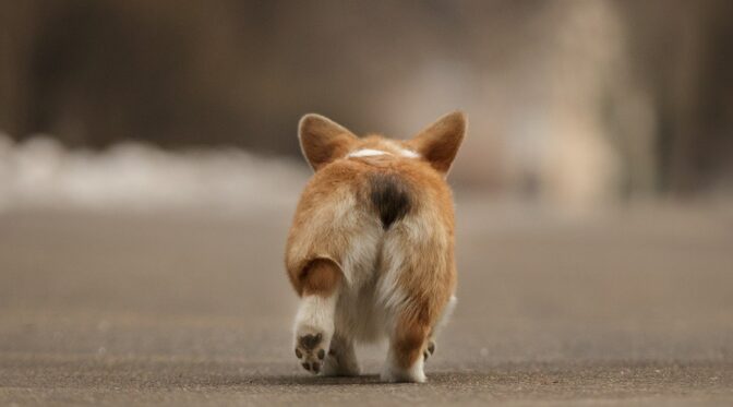 Corgi Growth Chart: Puppy Milestones & What To Expect | Canine Journal