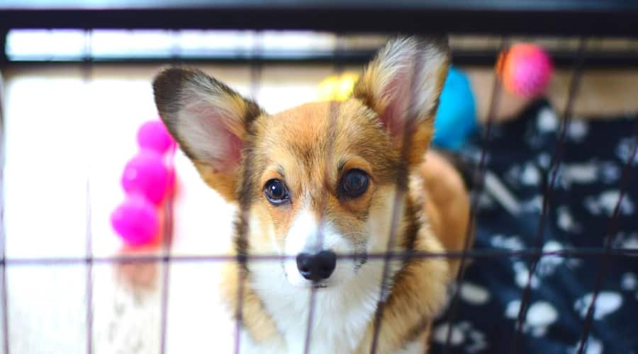 Best Dog Crates for Corgis: Crate Types, Sizes & More - Canine Journal