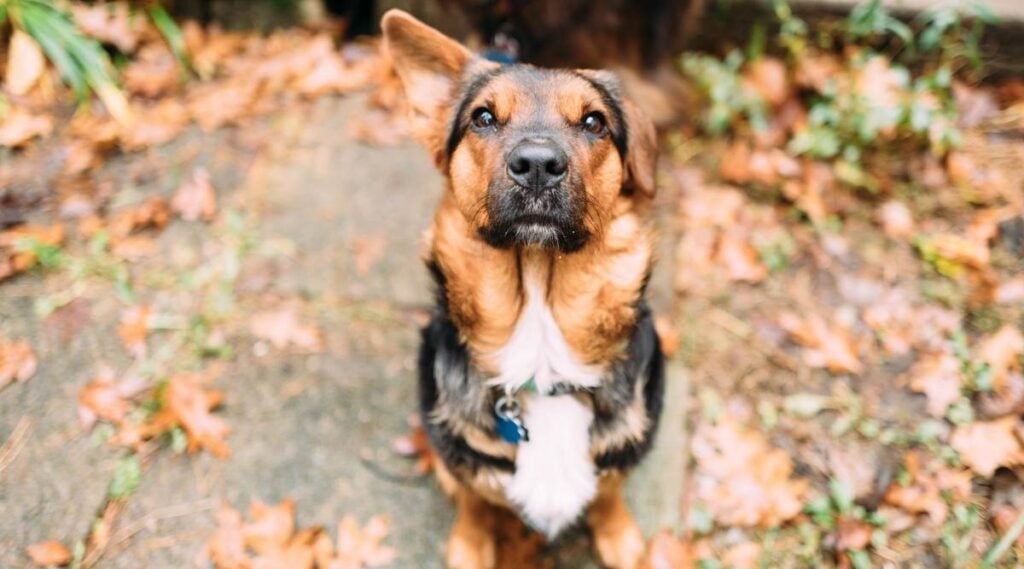 Corgi German Shepherd Mix: Facts, Traits, & More - Canine Journal