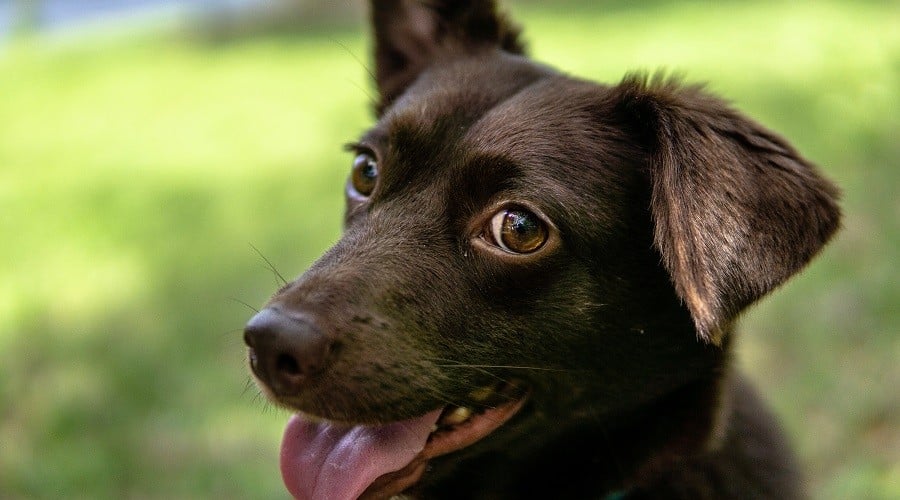 Corgi Labrador Retriever Mix: Corgidor Breed Info, Puppies & More ...