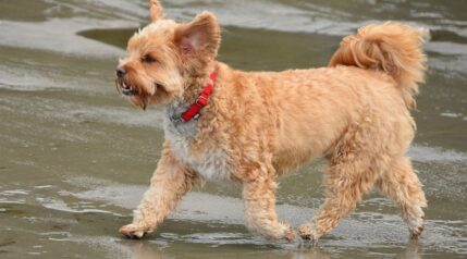 Cavapoo Dog Breed Information: King Charles Cavalier Poodle Mix Facts ...