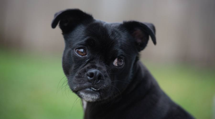 Corgi Pug Mix: Porgi Dog Breed Information, Puppies & More - Canine Journal