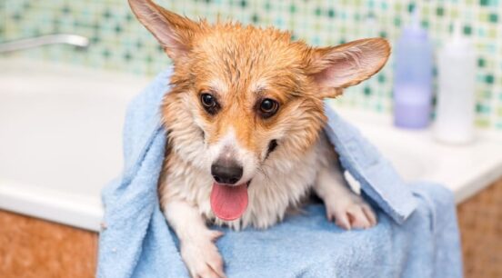 Corgi Lifespan: How Long Do Corgis Live? - Canine Journal