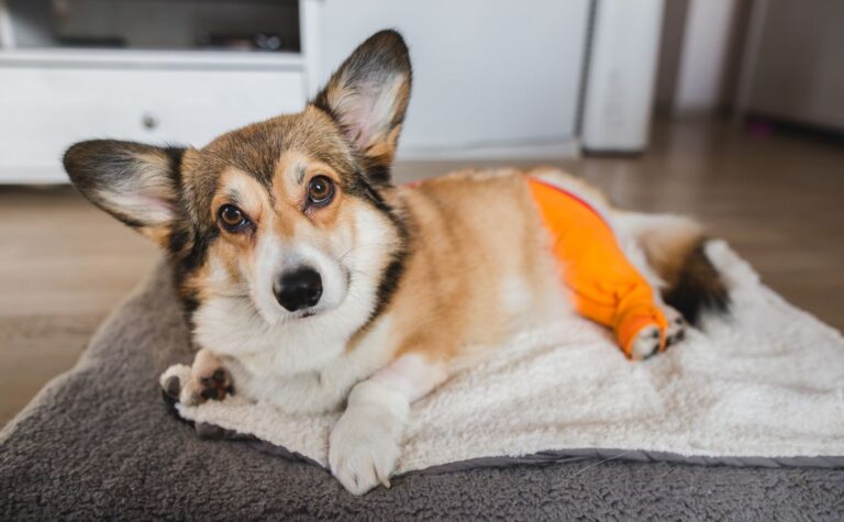 10 Common Corgi Health Issues For Pembrokes & Cardigans - Canine Journal