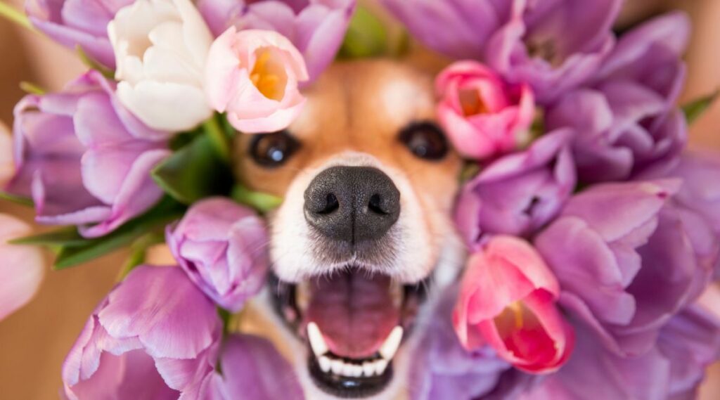 Flower Names For Dogs: 200+ Botanical-Inspired Names For Your New Puppy ...