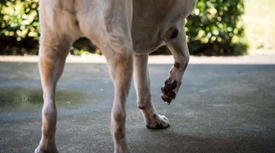 Patella Luxation In Dogs: Kneecap Condition Causes & Treatment Options ...