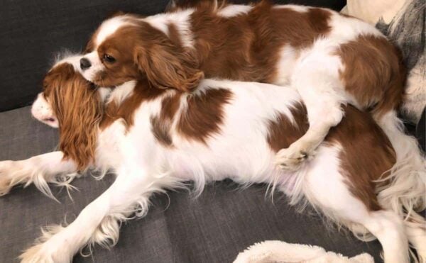 7 Weird Dog Sleeping Positions: #5 Will Have You Crying Laughing! - Canine Journal