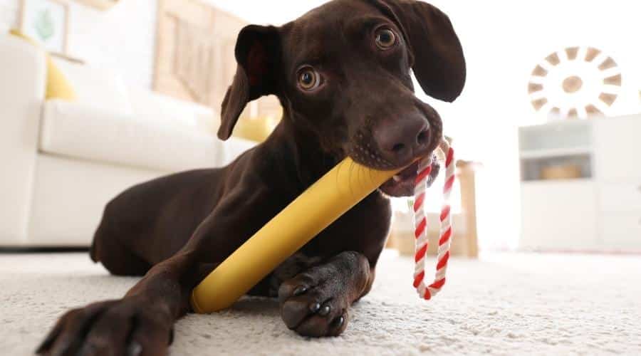Best Dog Toys For German Shorthaired Pointers: Ratings, Reviews, & Top ...