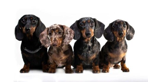 Dachshund Labrador Retriever Mix: Dachsador Breed Overview - Canine Journal