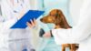 9 Preventable Dachshund Health Issues Your Vet Wants You To Know Now
