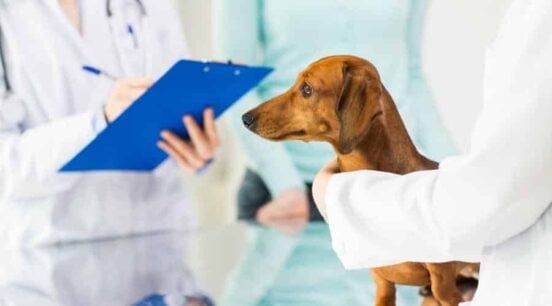 9 Preventable Dachshund Health Issues Your Vet Wants You To Know Now