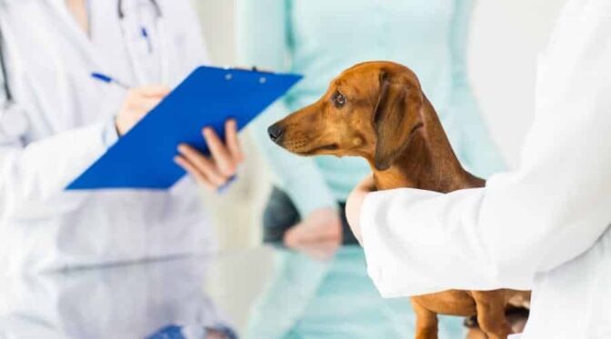 Most Dachshund Health Problems Start Quietly. These 9 Matter Most