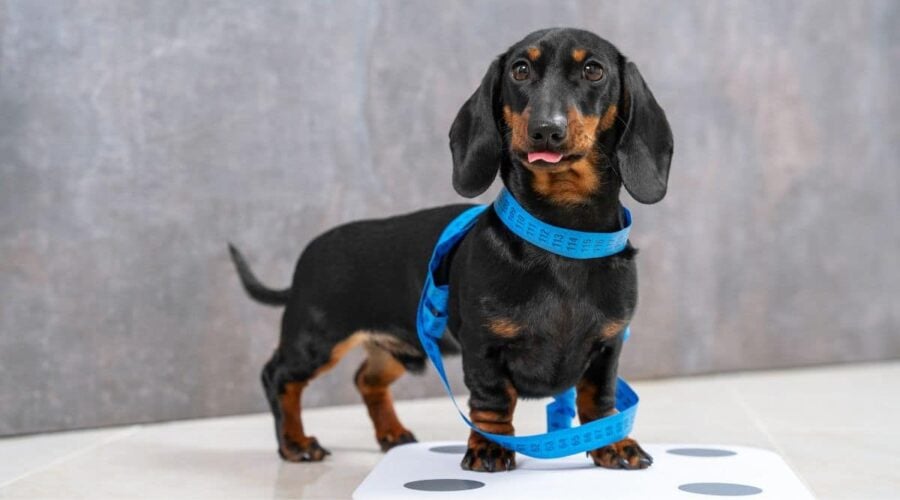 Beagle Dachshund Mix: Doxle Breed Information, Facts & More - Canine ...