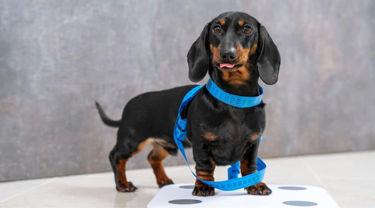 Dachshund Lifespan: How Long Do Dachshunds Live? - Canine Journal