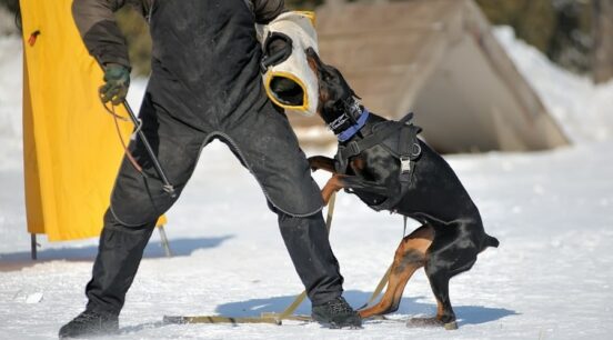 New Dog Bite Statistics Revealed: Top Dog Breeds Linked To Bites & Bite ...