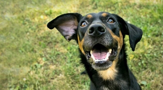 Border Collie Rottweiler Mix: Border Rottie Breed Information - Canine ...
