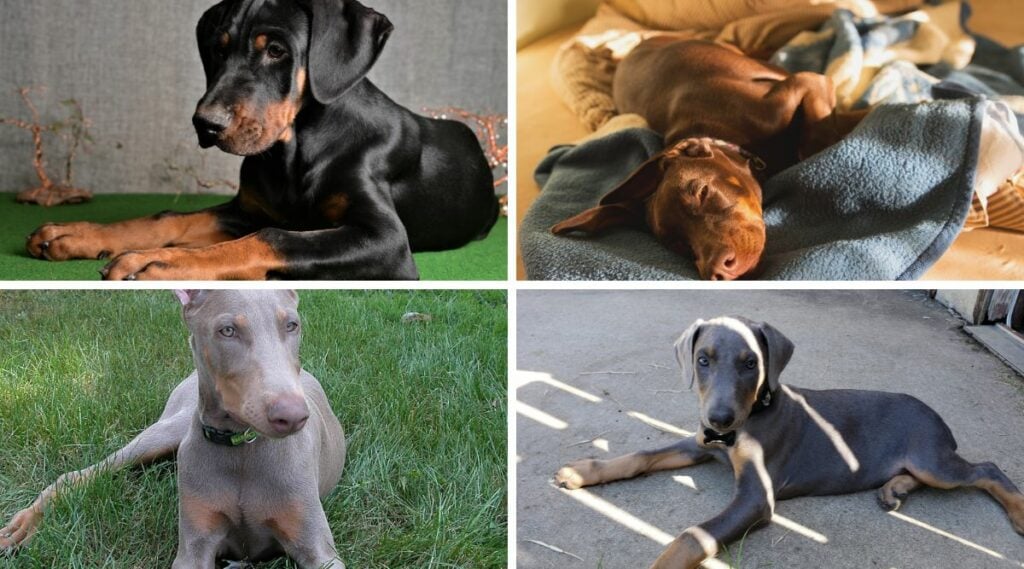 Doberman Colors: 4 Breed Standards (And Other Variations) - Canine Journal