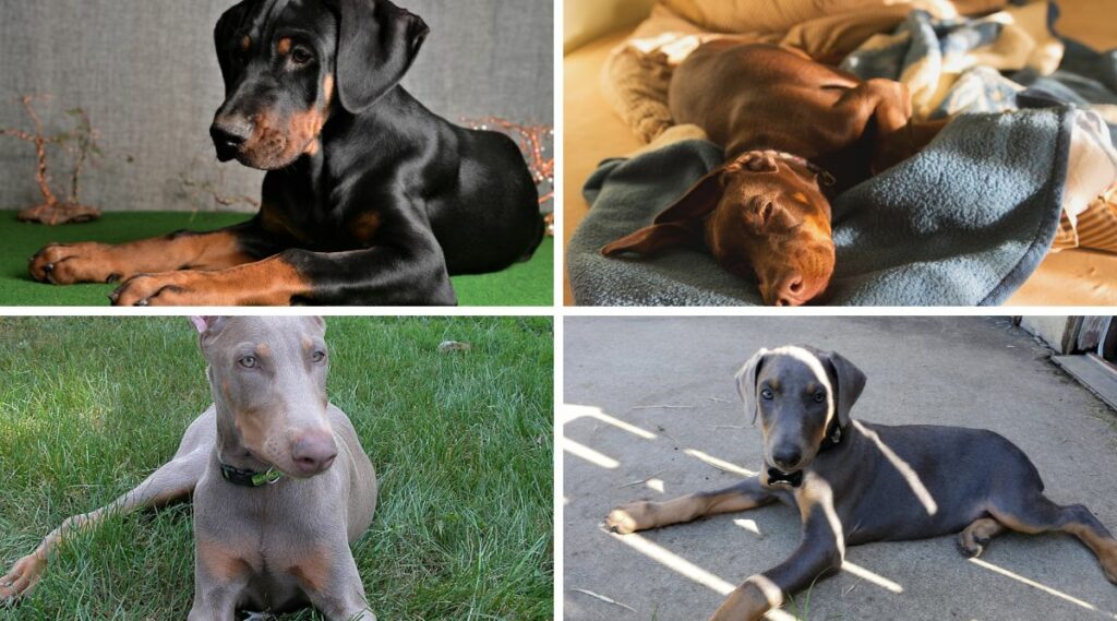 Doberman Color Chart Doberman Pinscher Dogs Clipart Different Poses