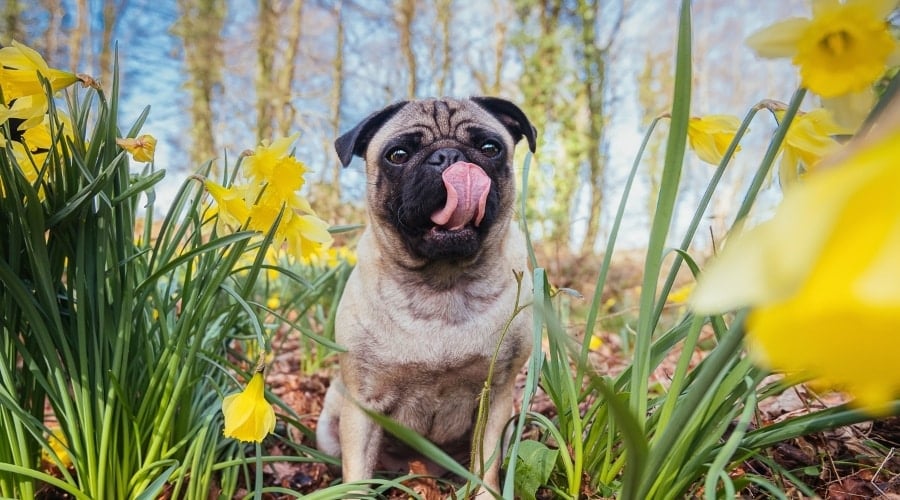 My Dog Just Ate A Daffodil! Are Daffodils Toxic Or Harmful To Dogs ...