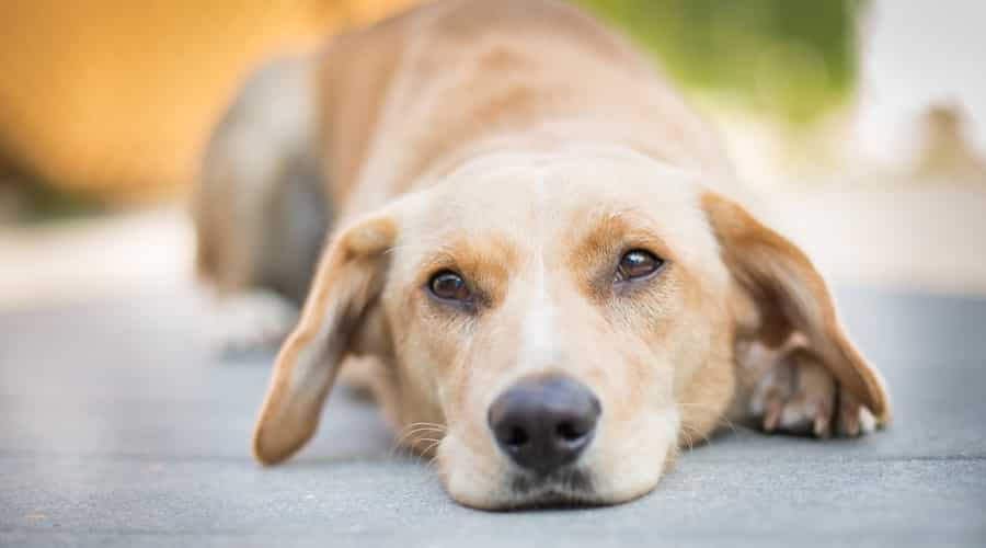 My Dog Just Ate A Pack Of Gum! What Should I Do Now? - Canine Journal