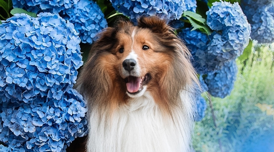 My Dog Just Ate My Hydrangeas! Are Hydrangeas Toxic To Dogs? - Canine ...