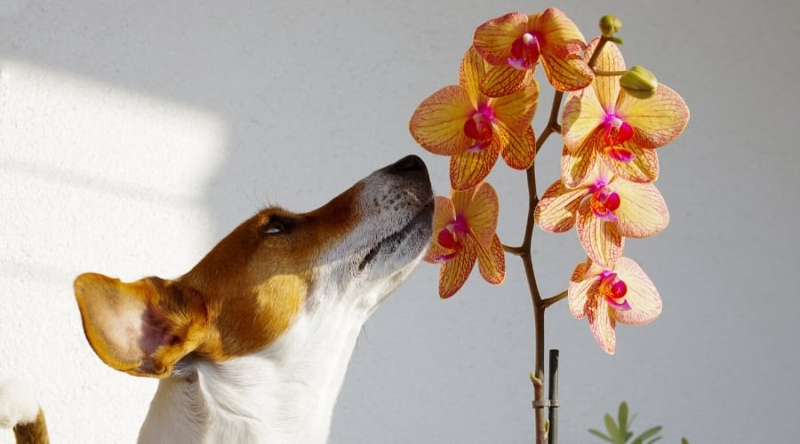 My Dog Just Ate an Orchid! Are Orchids Toxic To Dogs? - Canine Journal