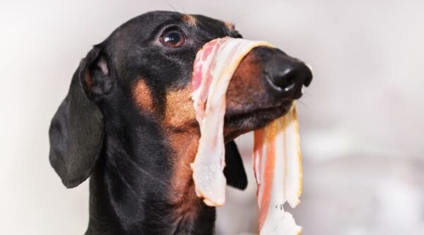 Can Dogs Eat Pork? Is Pork Good Or Bad For Dogs? - Canine Journal