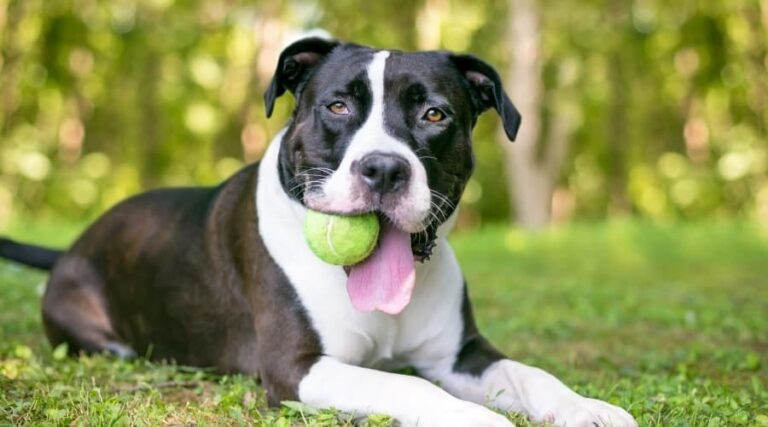 Yikes! My Dog Just Ate a Teabag! Are Teabags Toxic or Harmful To Dogs ...