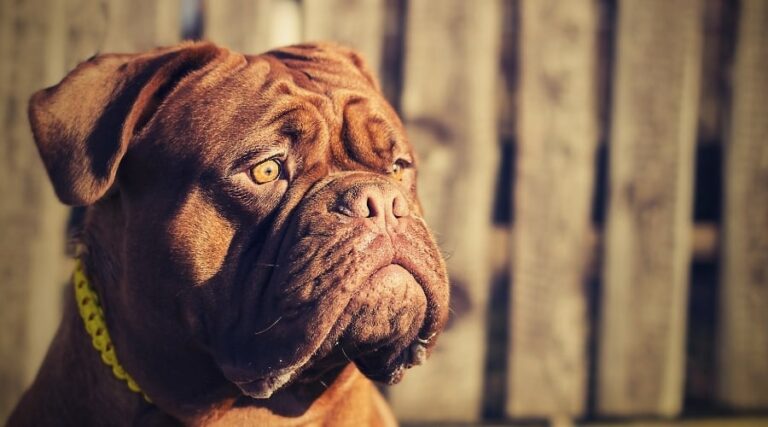 Can Dogs See Ghosts? A Deep Sniff Into the Paranormal - Canine Journal