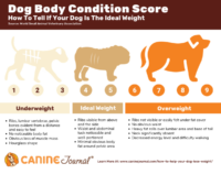 How Much Should My Dog Weigh? Healthy Dog Weight Chart by Breed